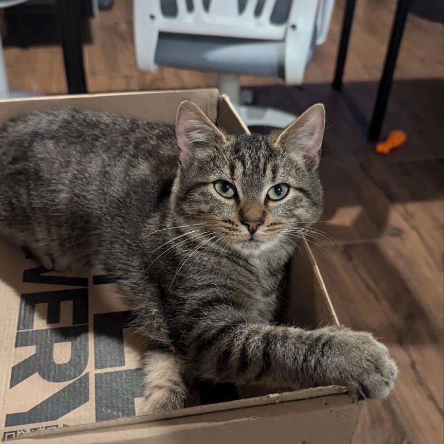 Котёнок Мишка - 5 мес
