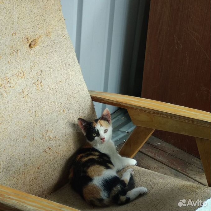 Котята лесные в поисках добрых хозяев