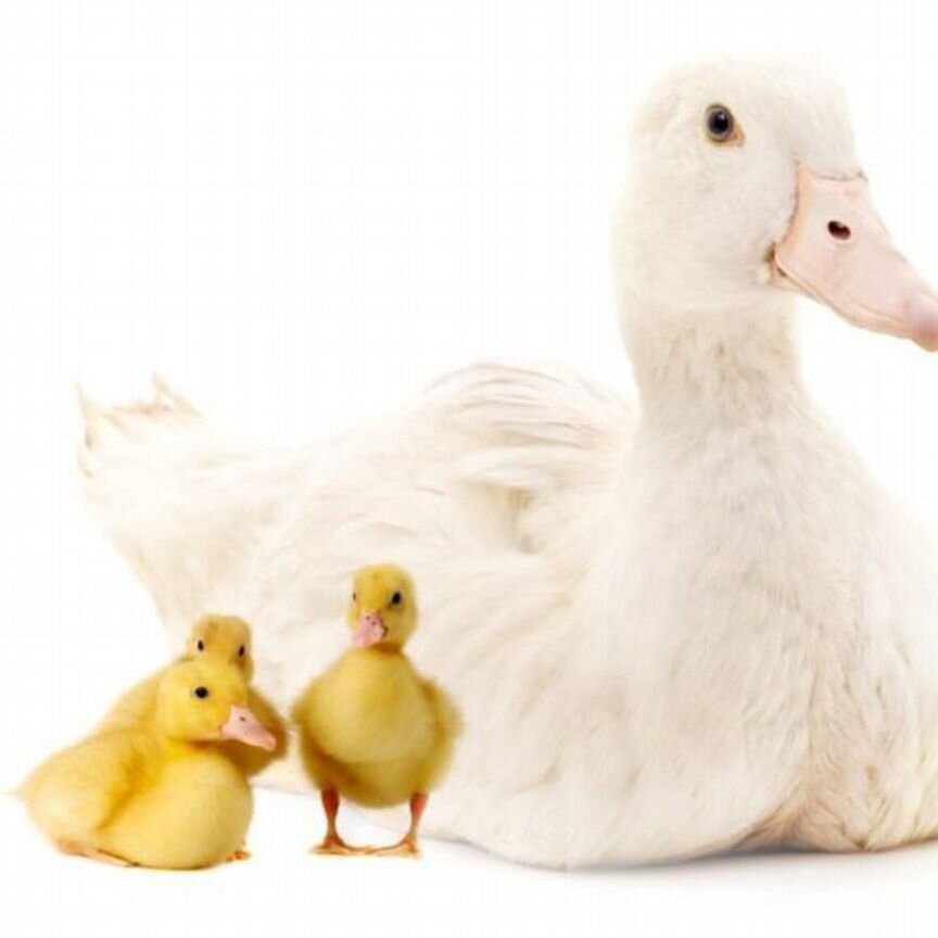 Утята черри велли