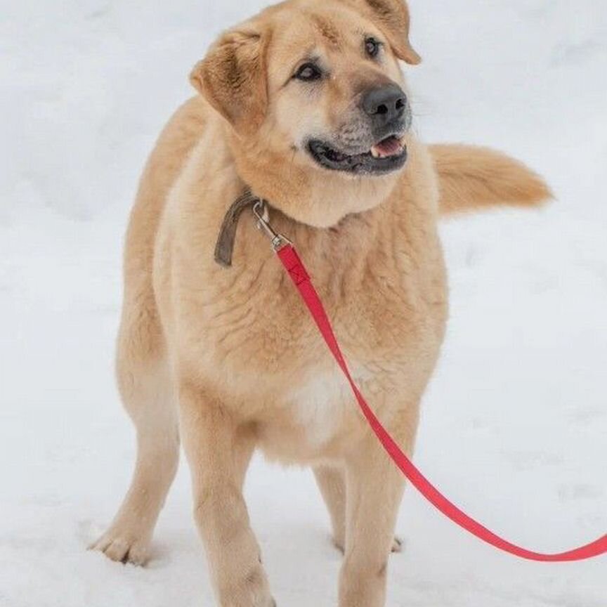 Самый крупный и самый добрый пирожочек в приюте
