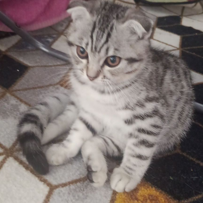Шотландский вислоухий короткошёрстный котёнок