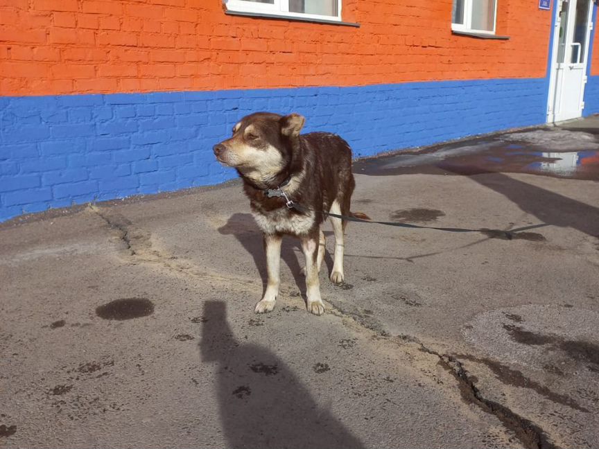 Собака в добрые руки