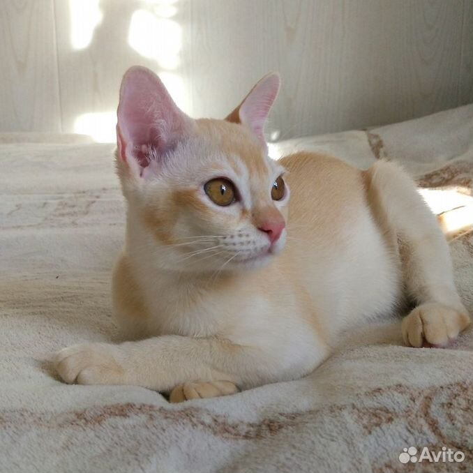 Кошечка европейской бурмы красного окраса