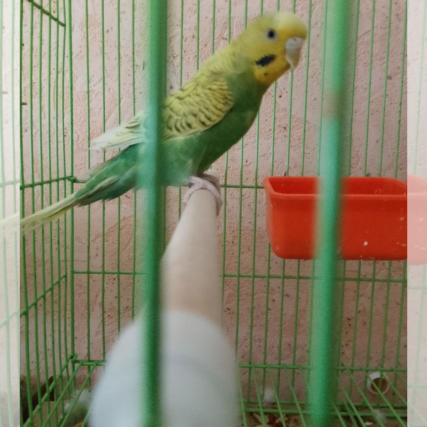 Волнистый попугай