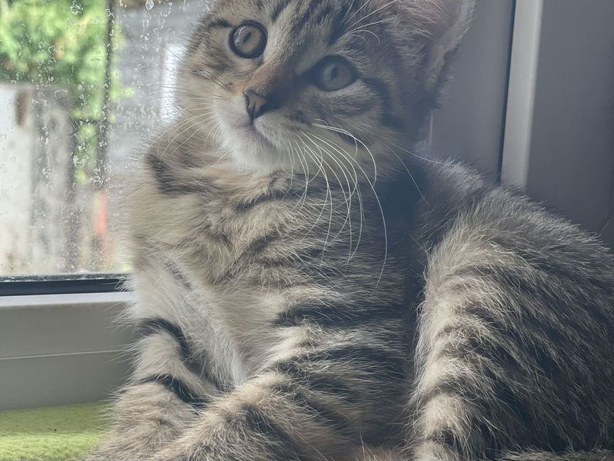 Кошка
