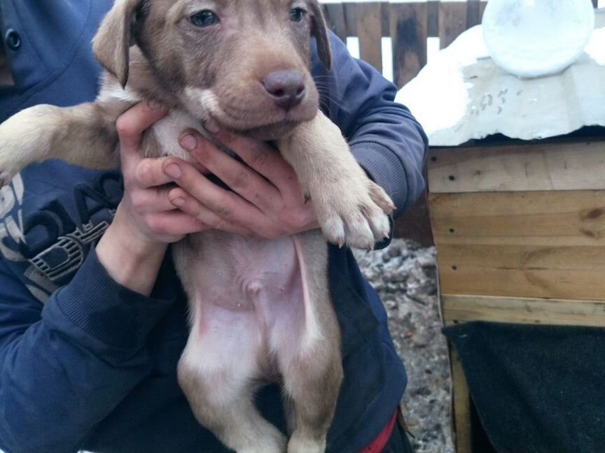 Щенок мальчик 1.5 мес