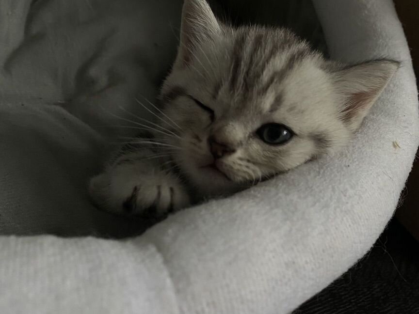 Шотландские прямоухие котята