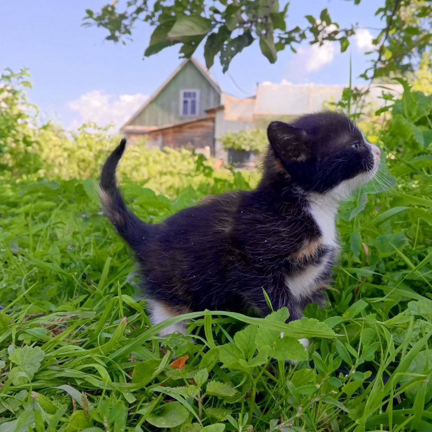 Котята в добрые и надёжные руки бесплатно