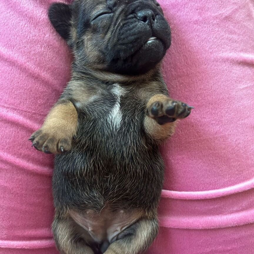 Французский бульдог