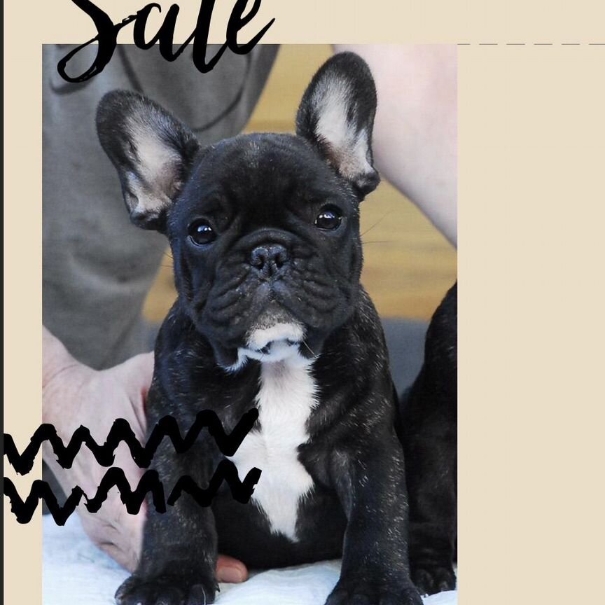 Французский бульдог щенок мальчик Каллипсо
