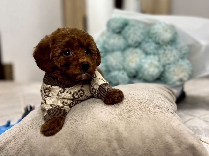 Мальтипу Red Brown