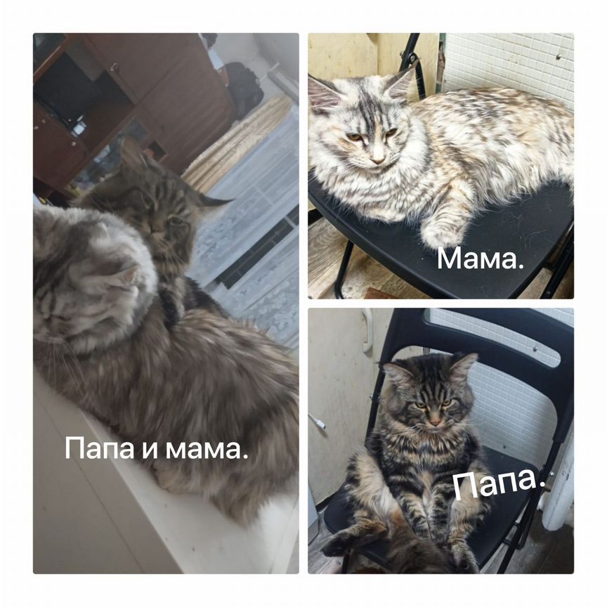 Котята мейн-кун