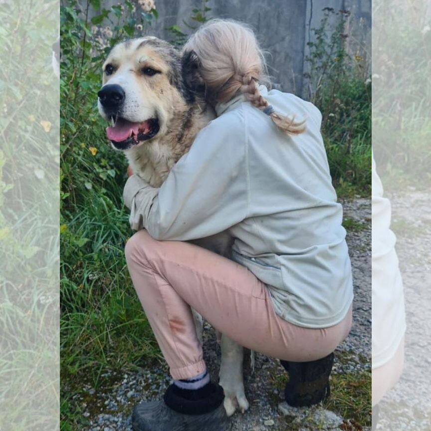 Гампр, взрослый пёс