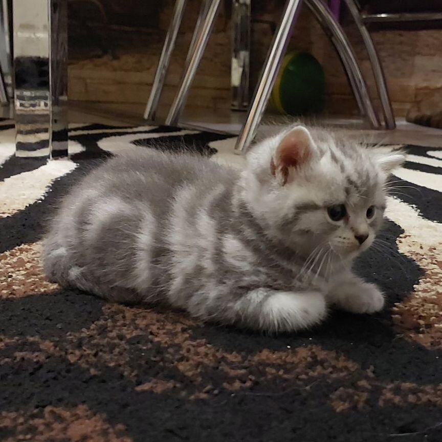 Шотландские котята