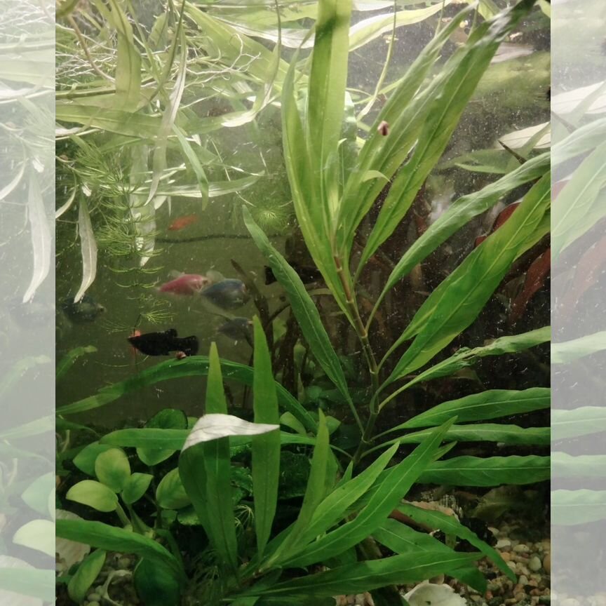 Водоросли для аквариума