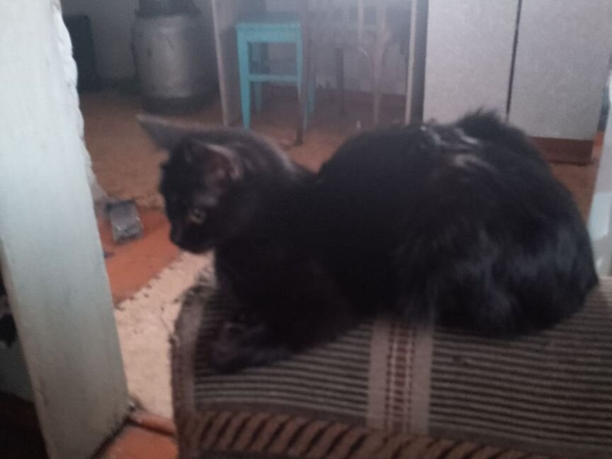 Кошка