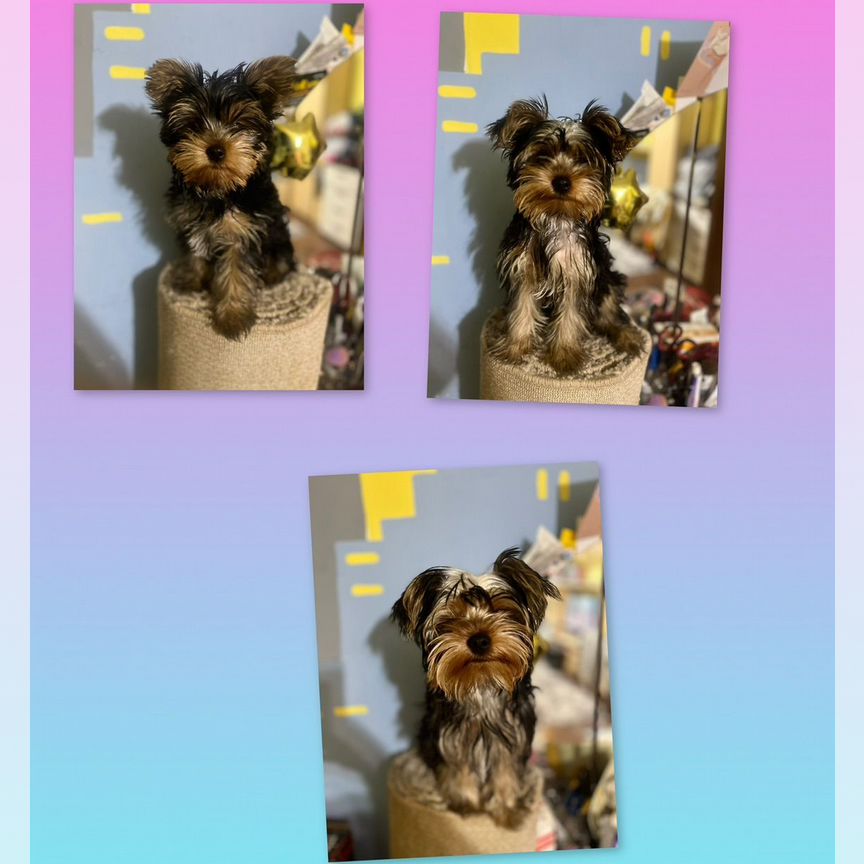 Йоркширский терьер, взрослый пёс