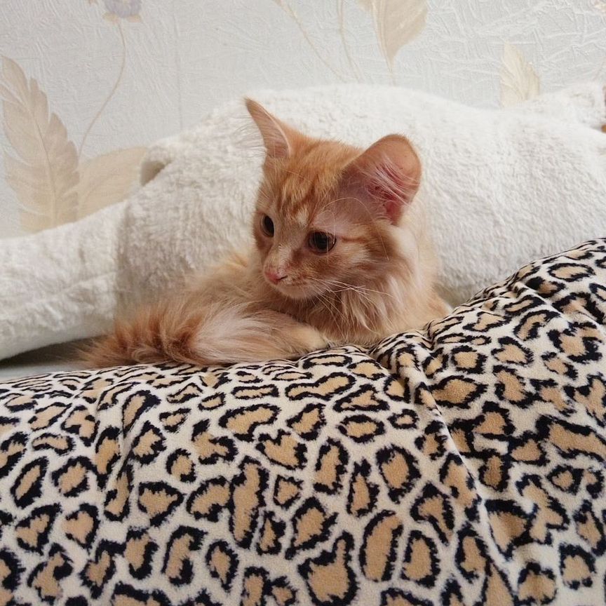 2 рыжих котенка