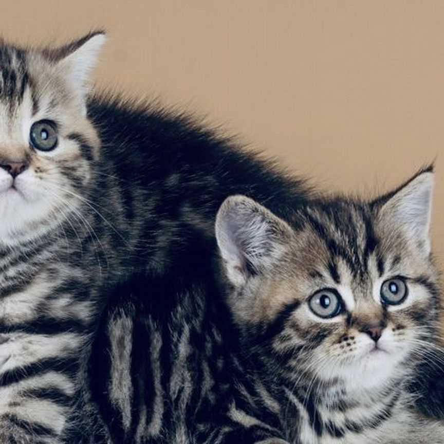 Шотландские котята девочки