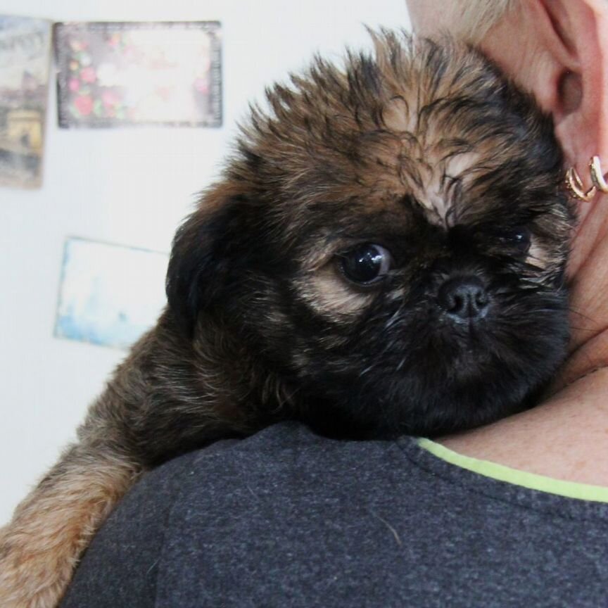 Брюссельский гриффон, щенок