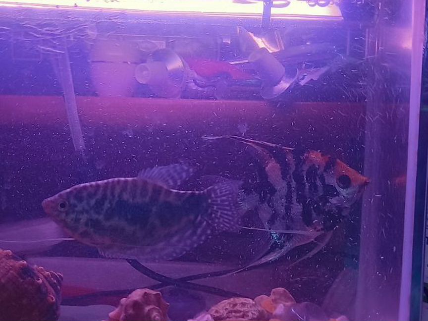 Аквариумные рыбки