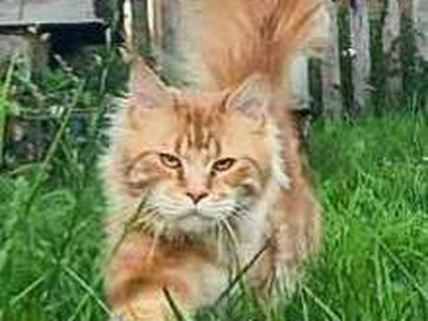 Мейн-кун красный