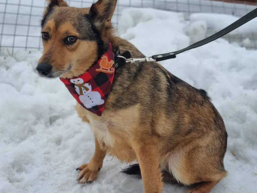 Небольшая собака в добрые руки