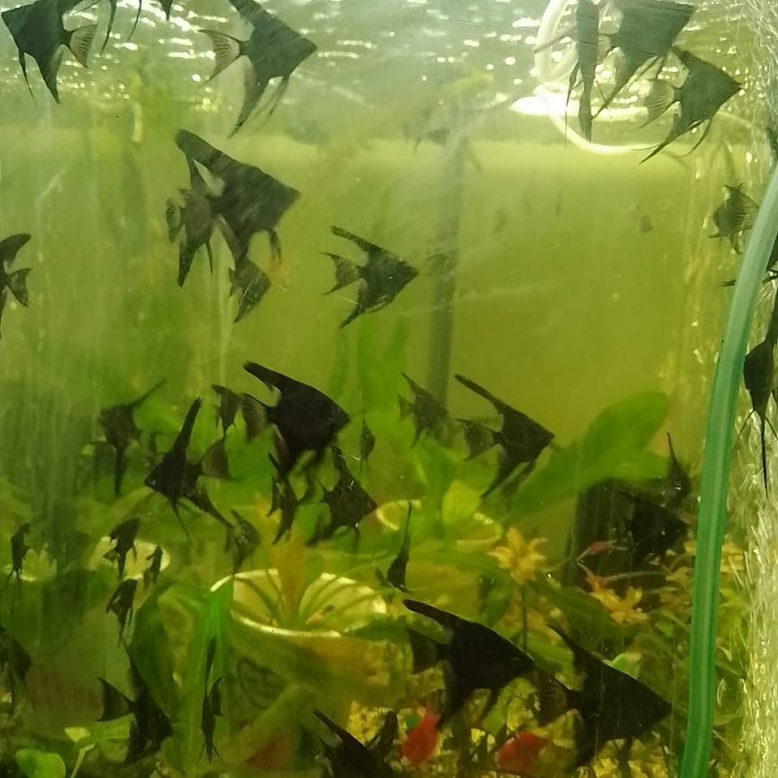 Аквариумные рыбки