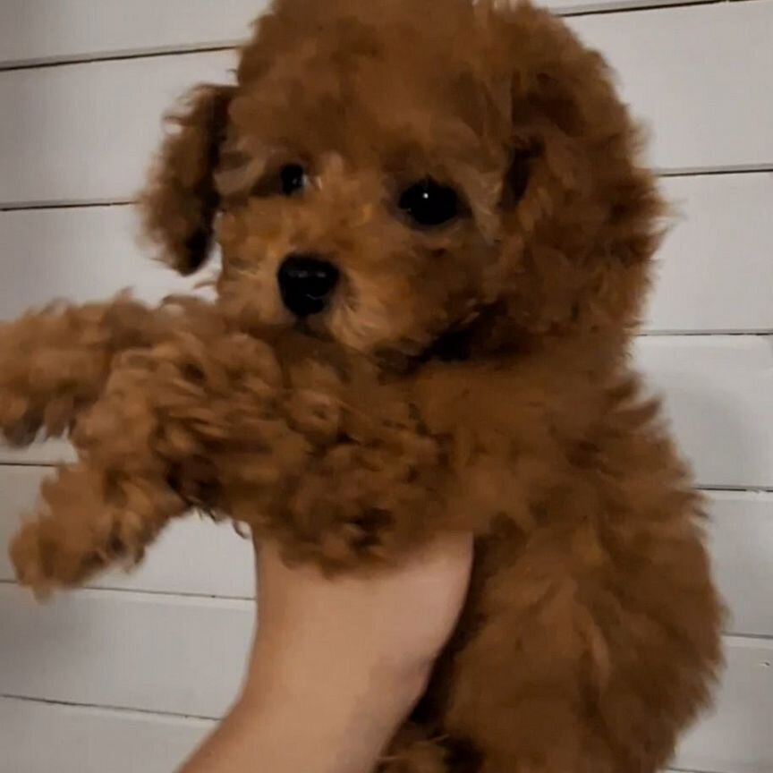 Мальтипу микро