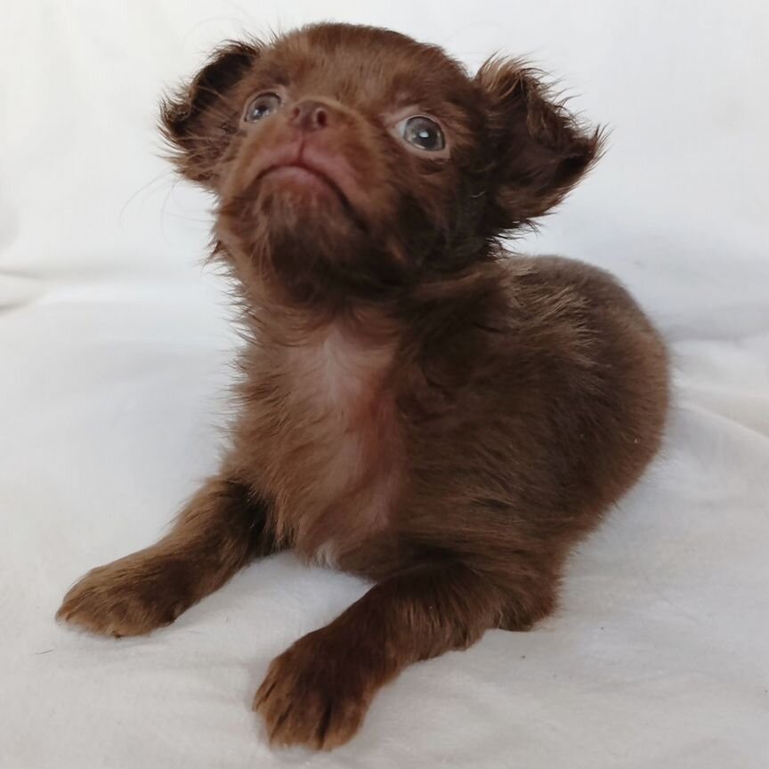 Чихуахуа, щенок