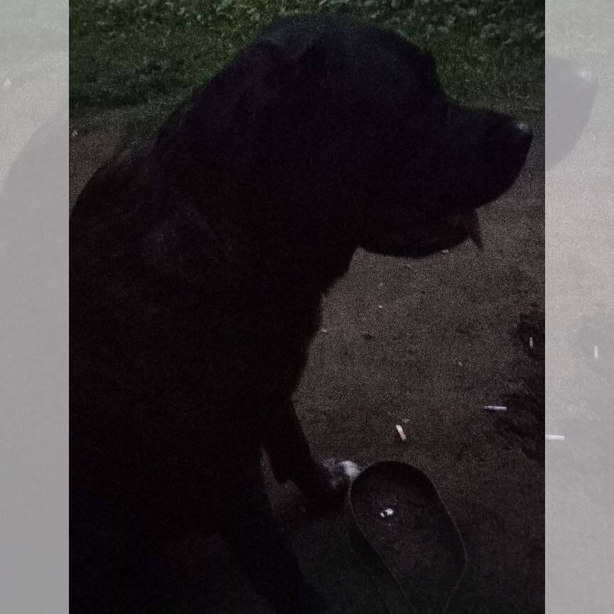 Кане-корсо, взрослый пёс