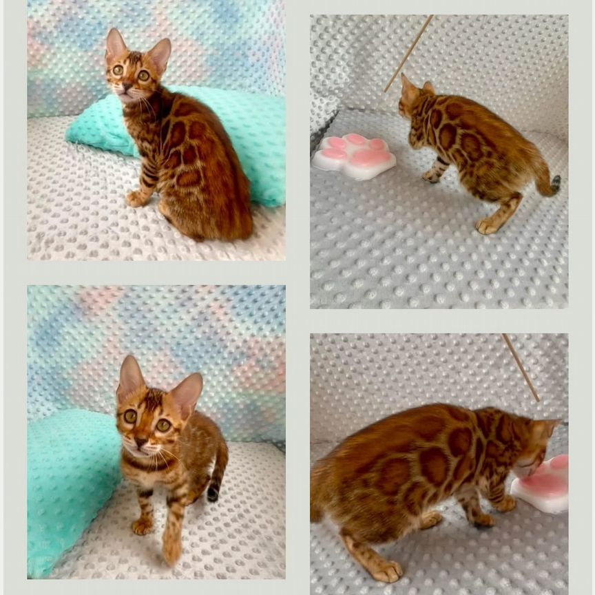 Бенгальские котята