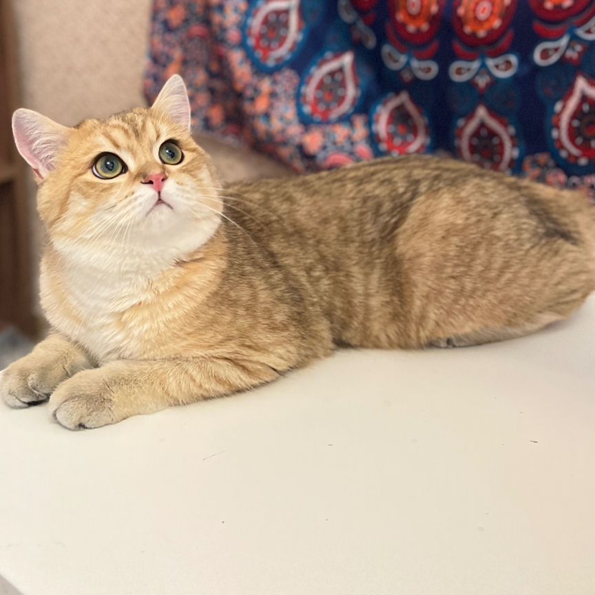 Британский короткошёрстный котёнок