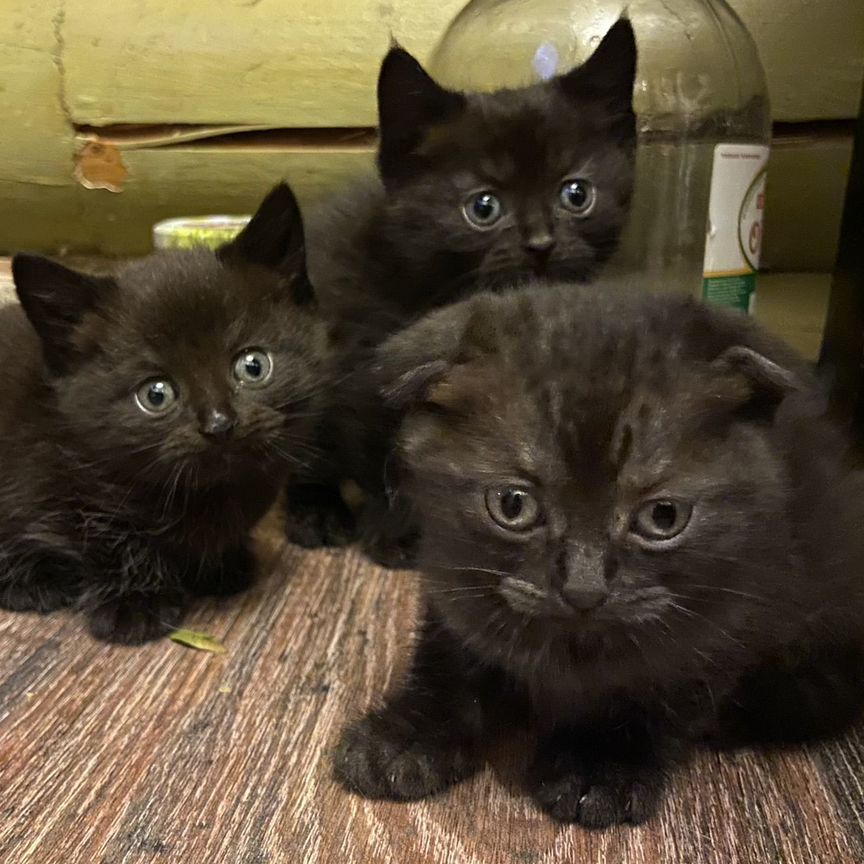 Шотландский вислоухий короткошёрстный котёнок