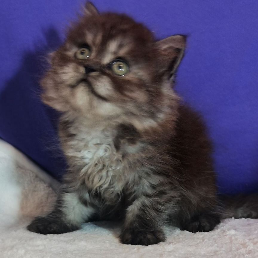 Хайленд. Дым