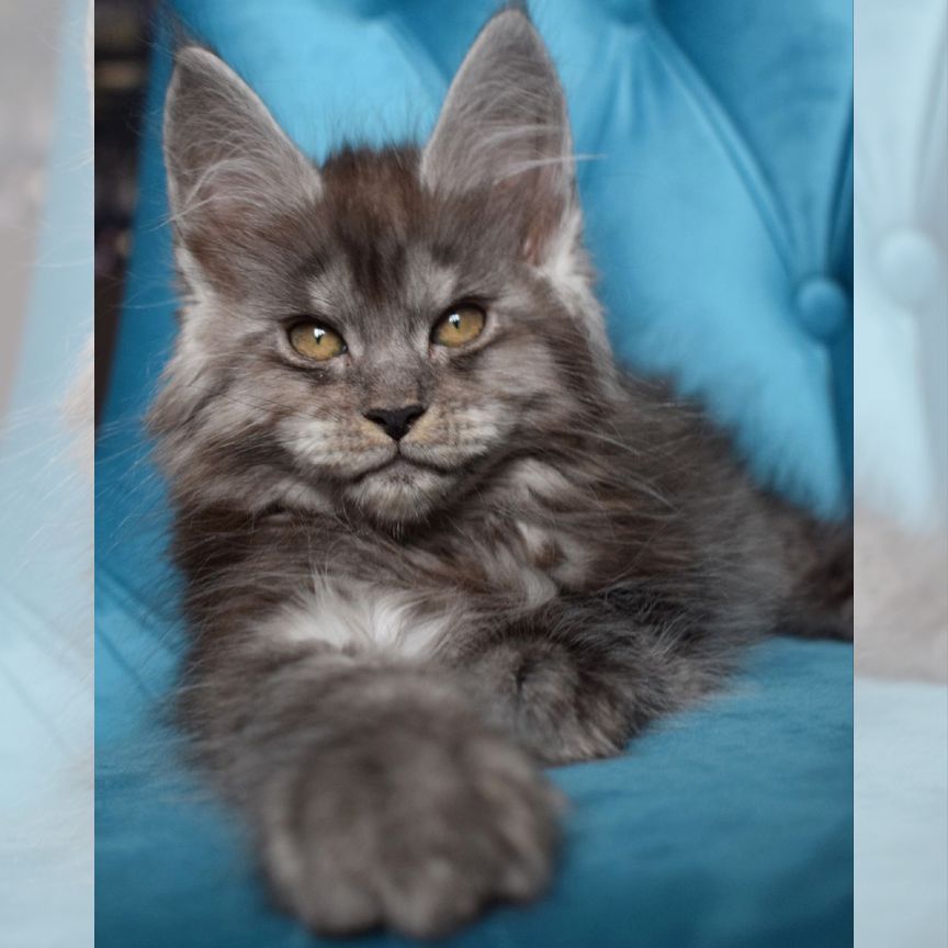 Мейн-кун котёнок