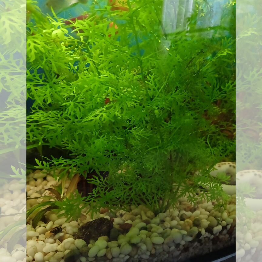 Аквариумная прополка