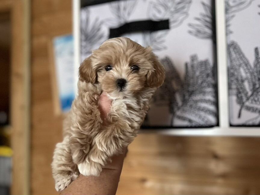 Мальтипу f1 mini