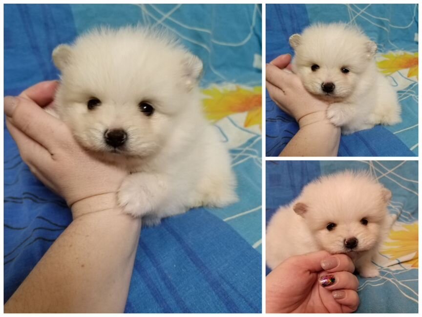 Щенки шпица