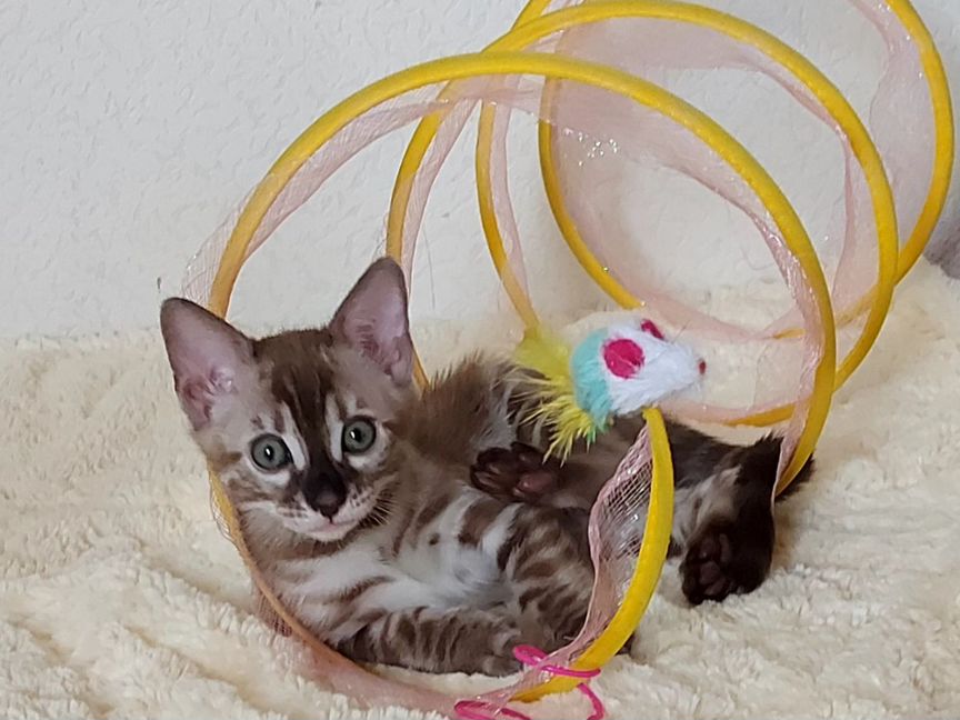 Бенгальская