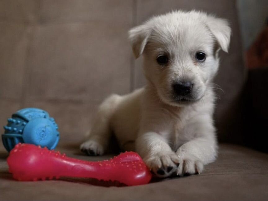 Отдам бесплатно щенка девочку