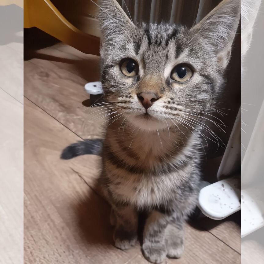 Котёнок в добрые руки