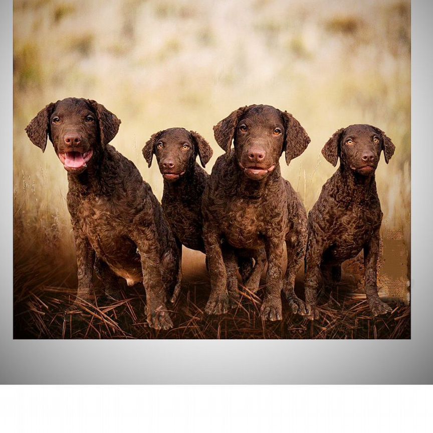 Курчавошерстный ретривер, щенок
