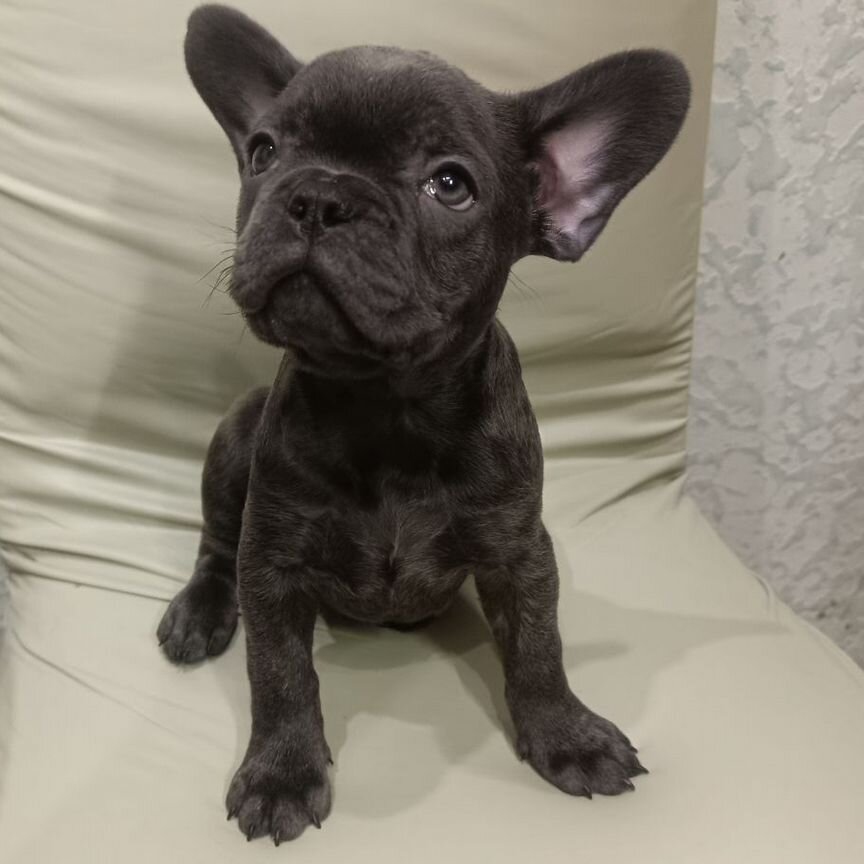 Французский бульдог, щенок