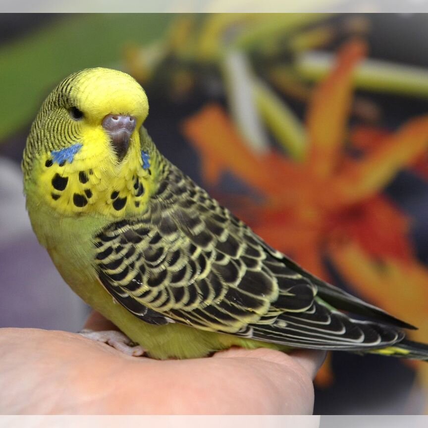 Птенец Выставочного волнистого попугая (ввп, чех)