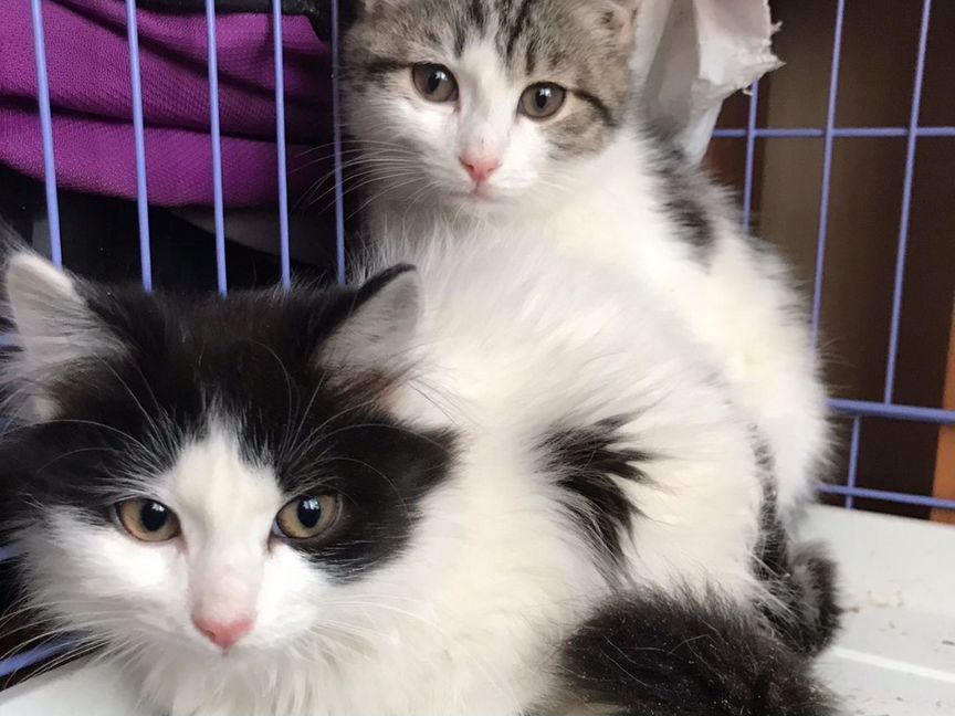 Котята ищут ответственные ручки