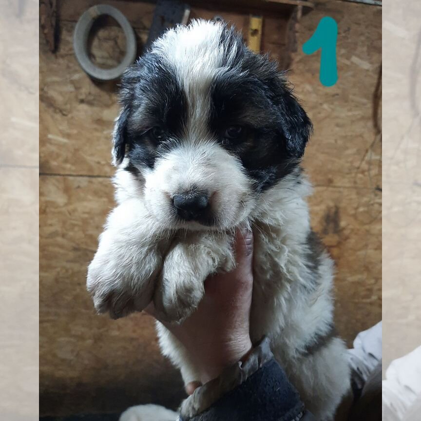 Щенки московская сторожевая