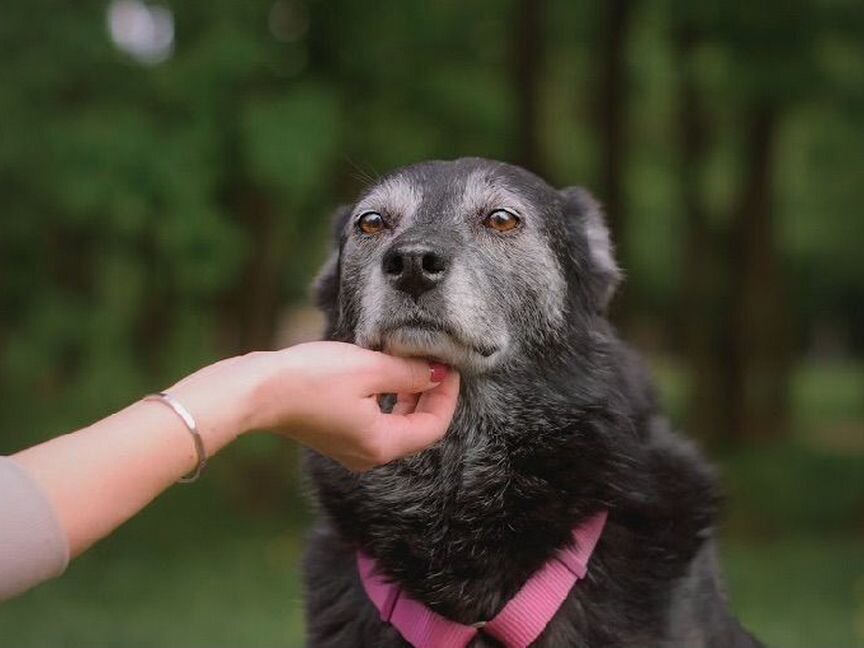 Шери - Ласковая Старушка и Ваш Новый Лучший Друг