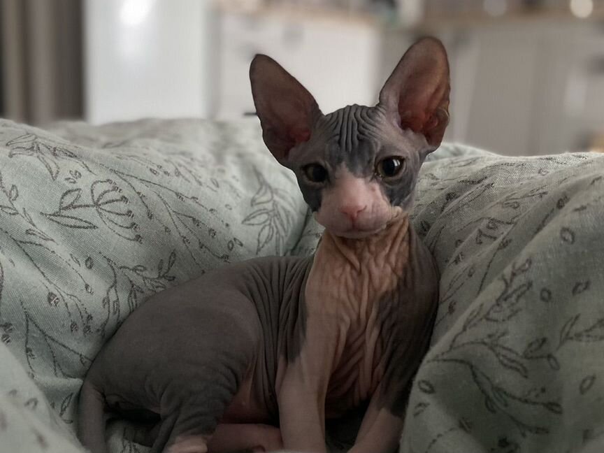 Донской сфинкс