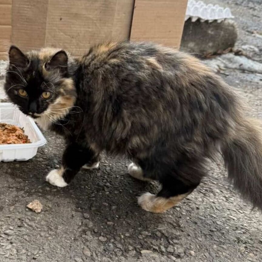 Котёнок в добрые руки